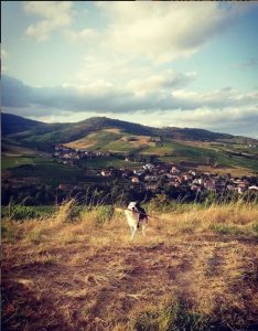 MES PHOTOS – David Large, Vigneron indépendant – Sommelier conseil