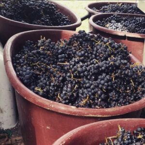 MES PHOTOS – David Large, Vigneron indépendant – Sommelier conseil