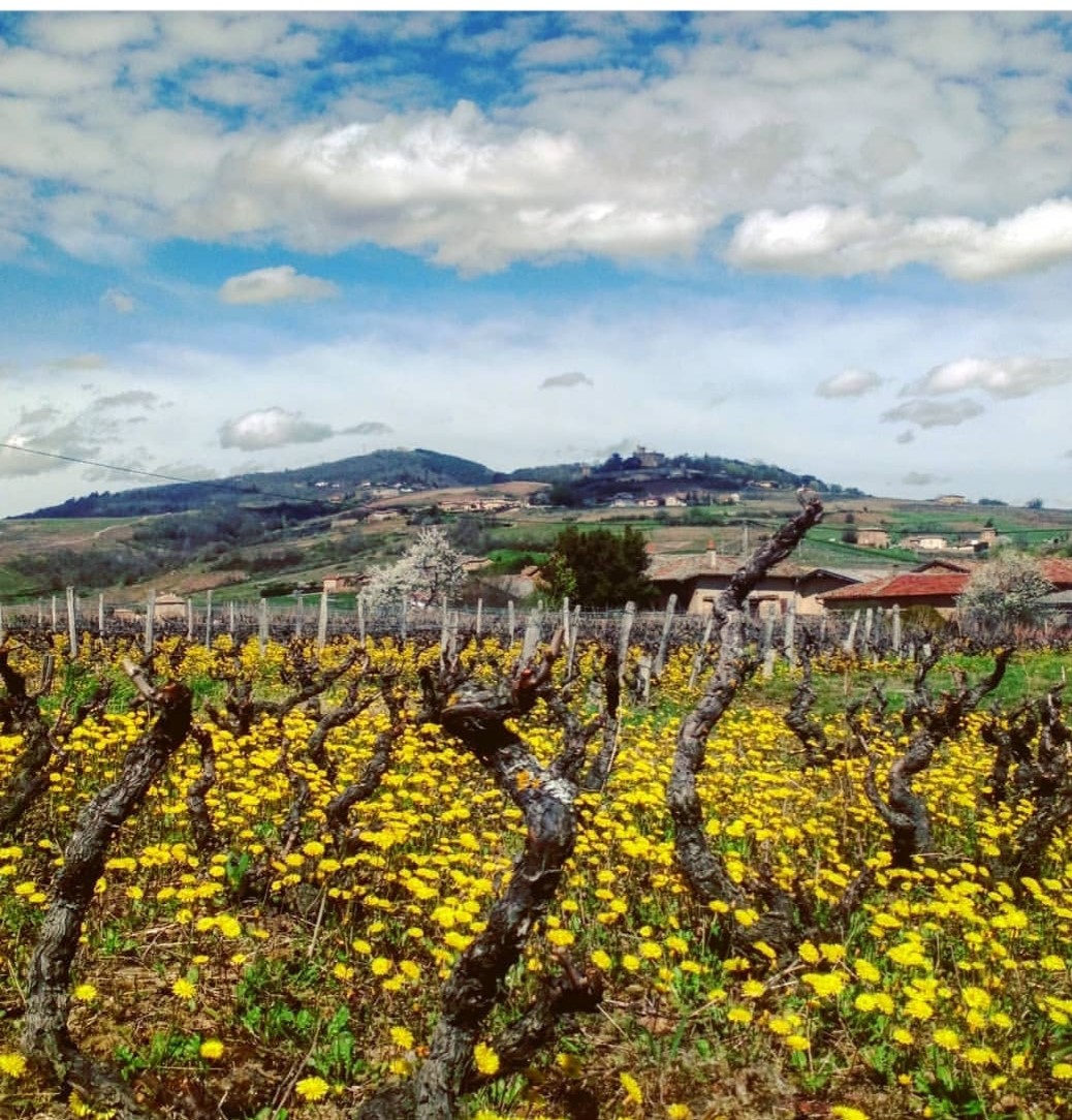 Réservez votre visite – Book your visit – David Large, Vigneron ...